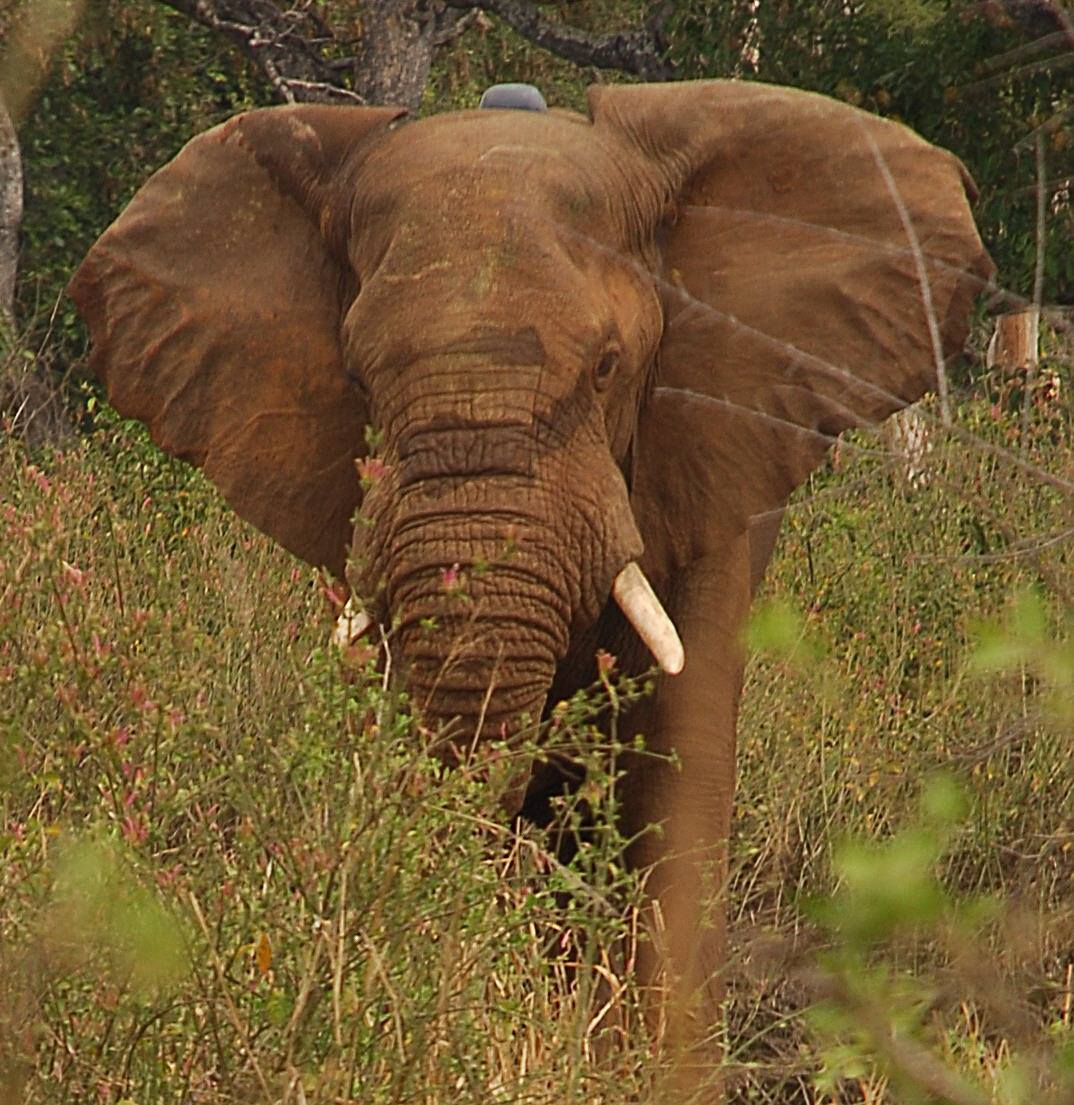 Elephants Alive, Hoedspruit - The Expedition Project